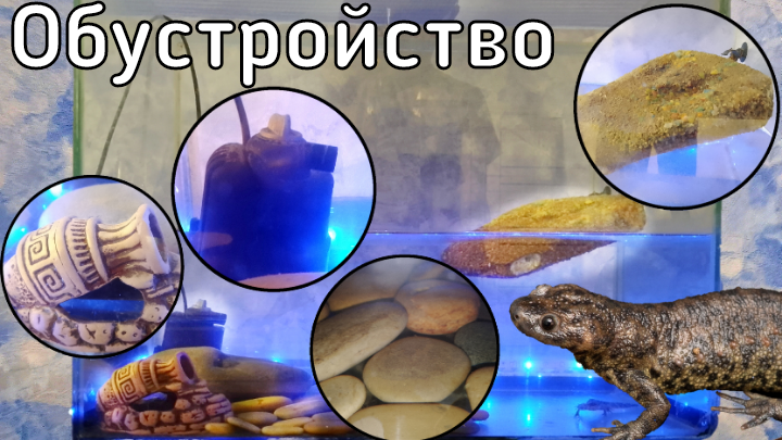 Как обустроить аквариум иглистому тритону (испанскому)? + Кормление! / ЧЕРИ TV