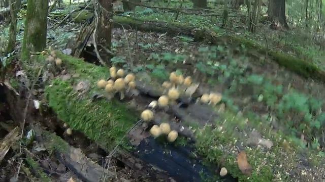 Грибной Клондайк.  Успенская волна опят.