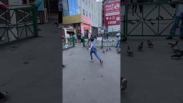 Тимур и Голуби