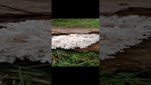 Странный гриб 4