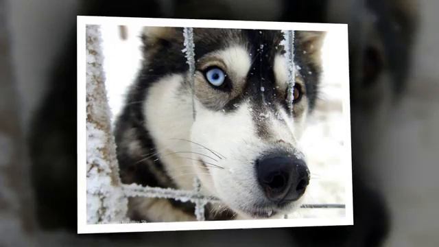 Аляскинский маламут 2016 ГОДА