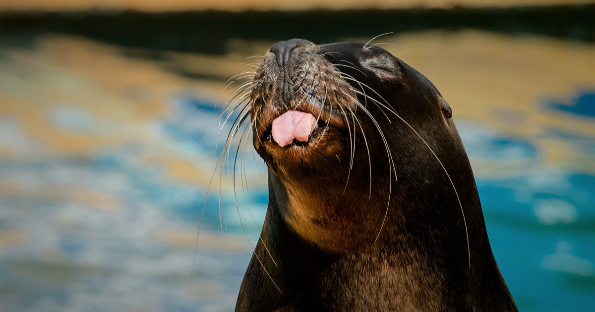 Выступление морской львицы Флер.