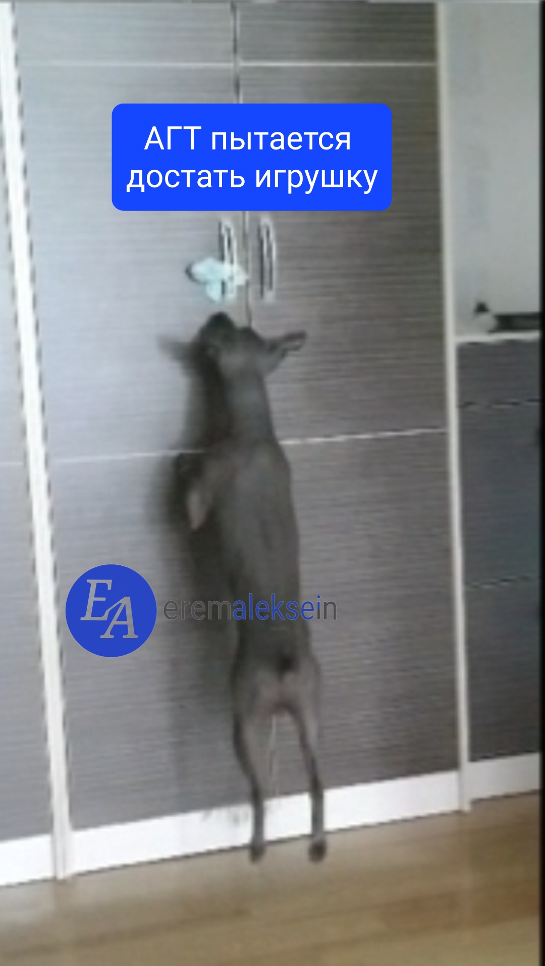 АГТ пытается достать игрушку / Животные