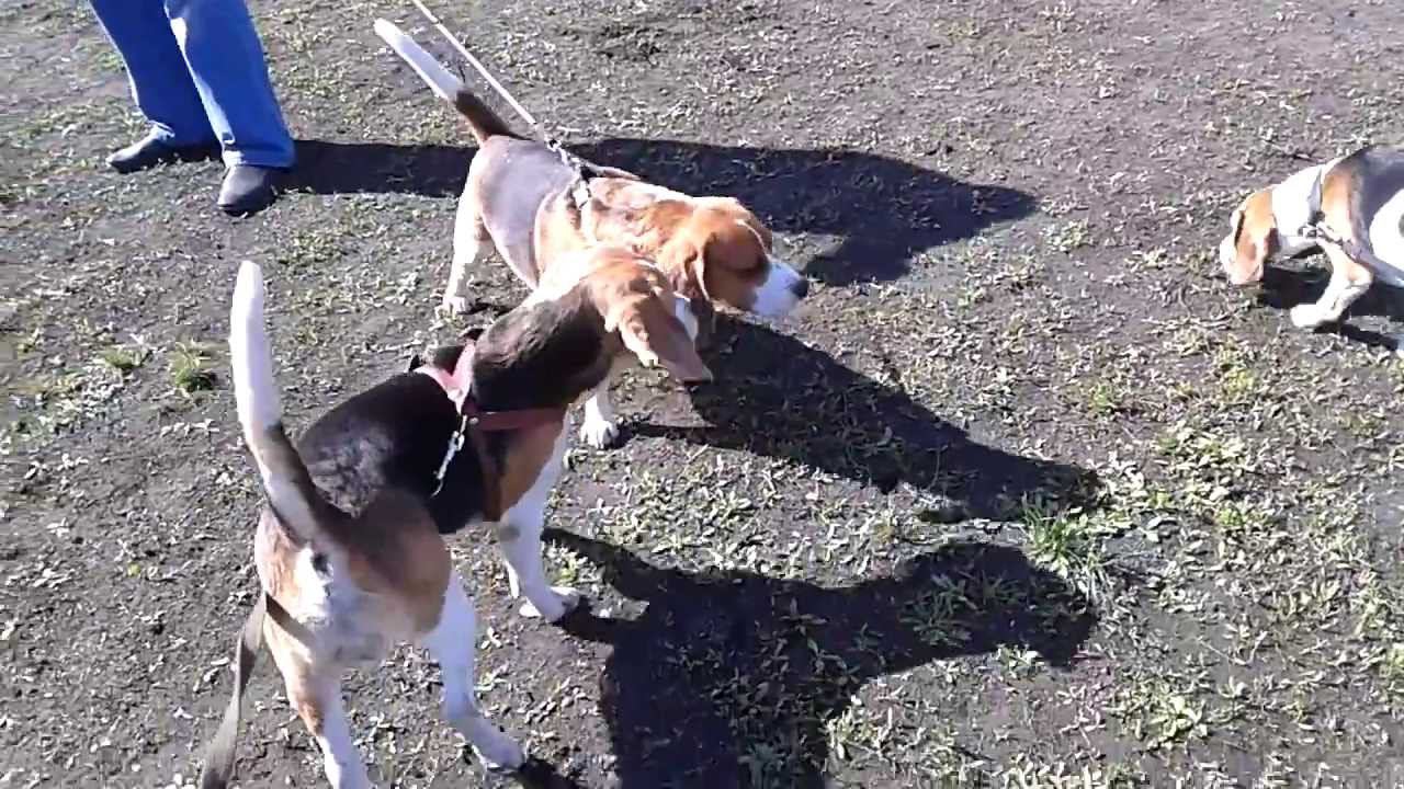 Выставка собак в Челябинске 12.05.2013 ч.3