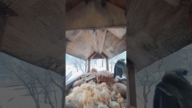 YouCut_20231204_145041820.mp4кормушка за окном.04.12.2023г.