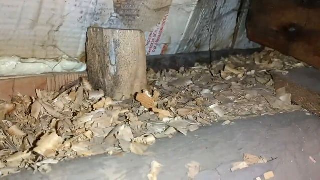 Опилки пролежали 20 лет в стене! Что с ними стало
