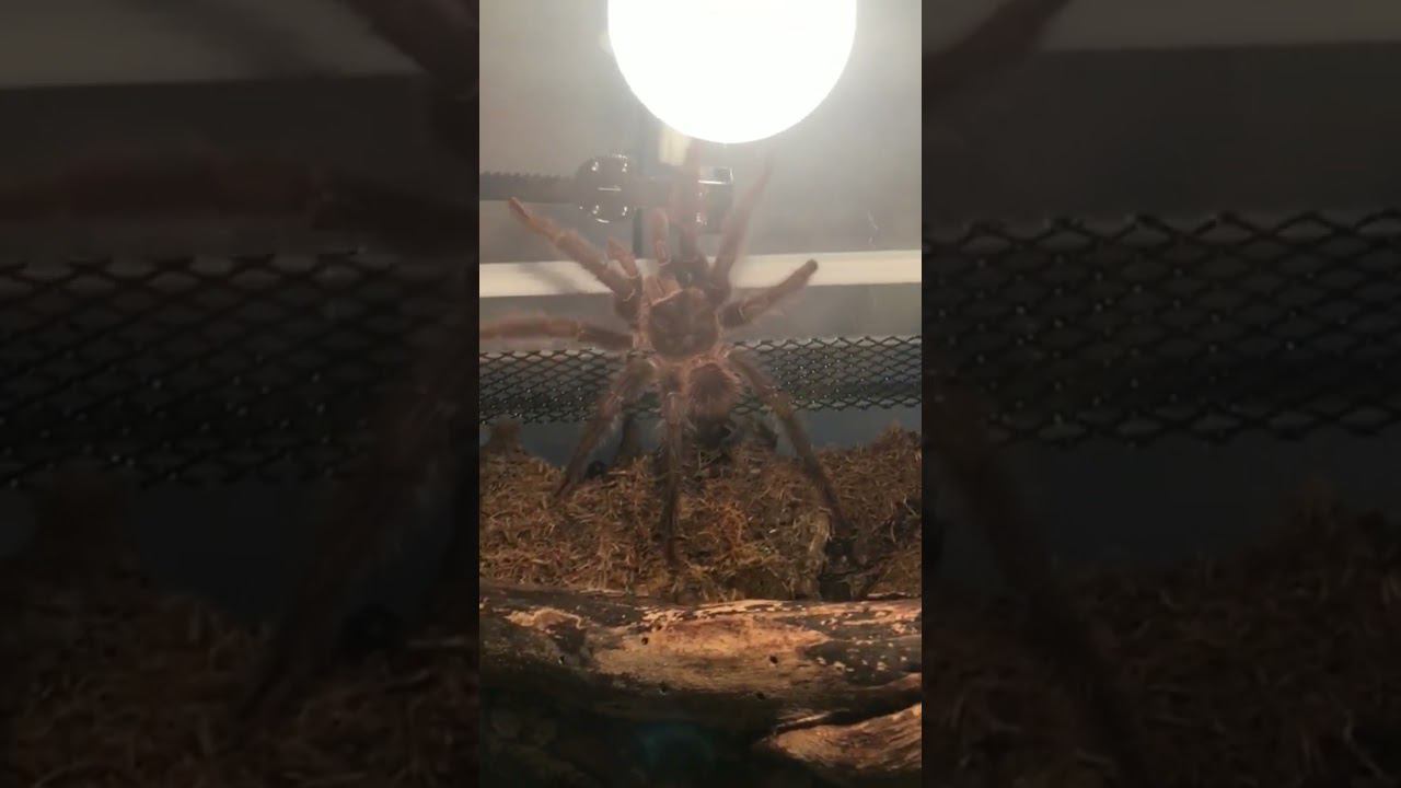 пушистенький!