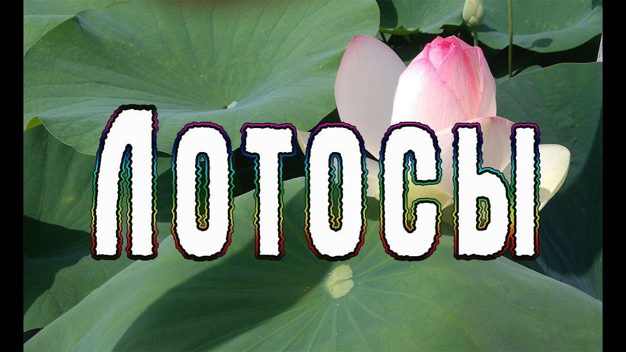 Лотосы в селе Шереметьевское