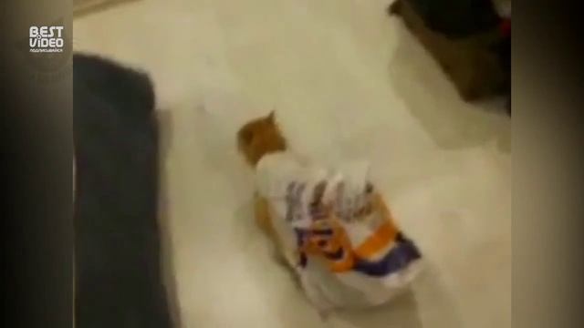 Коты и пакеты. Смешные животные, котики