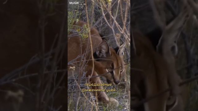 Самый лучший домашний питомец. Знаете ли вы? Природа #40