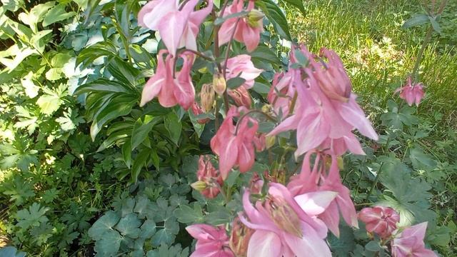 ? ВОДОСБОР ? или Аквигелия ?