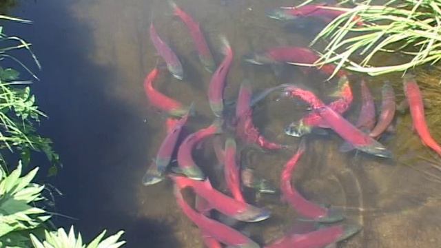 Сохраним лососей ВМЕСТЕ!