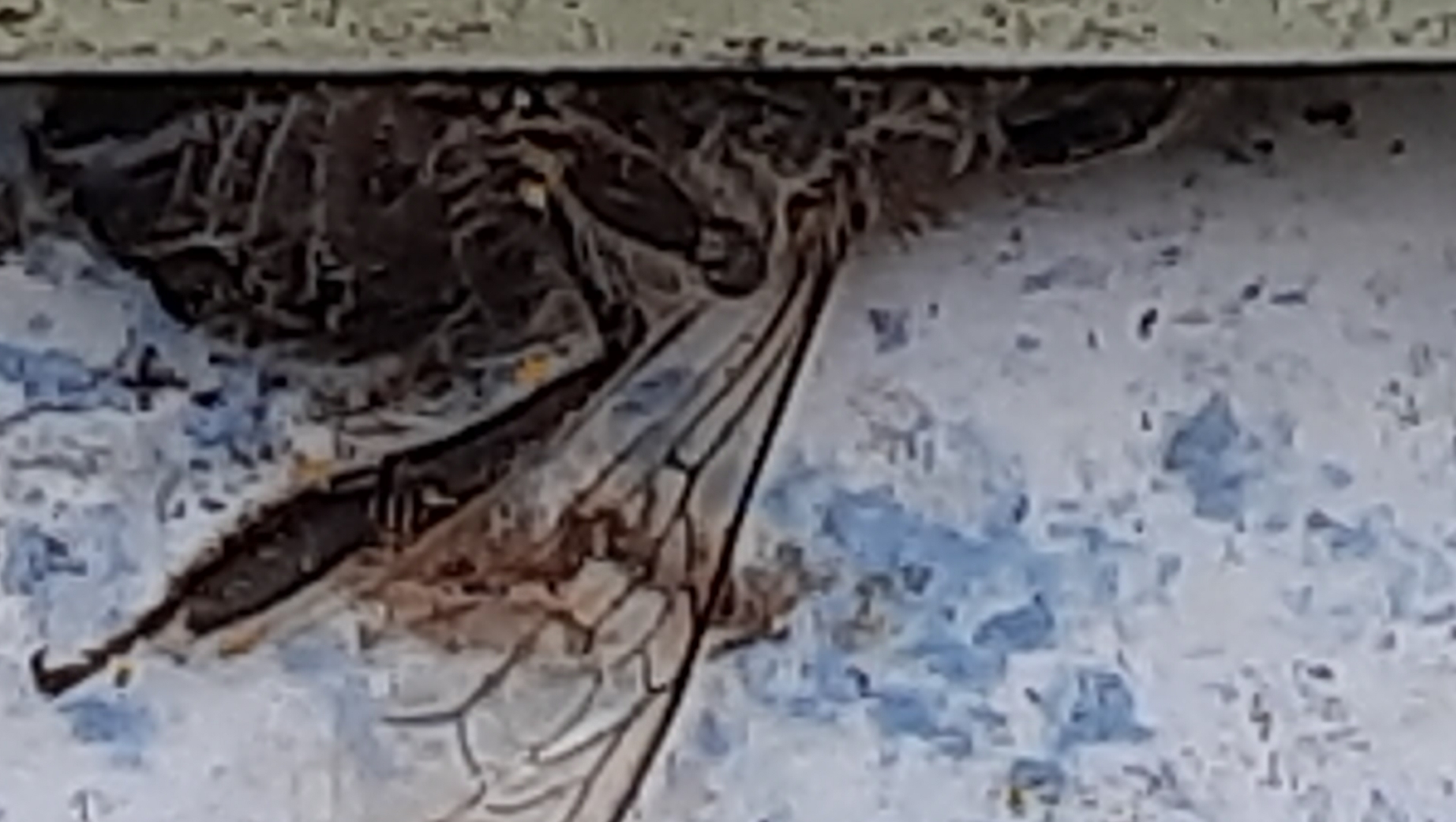 Клещи на пчелах