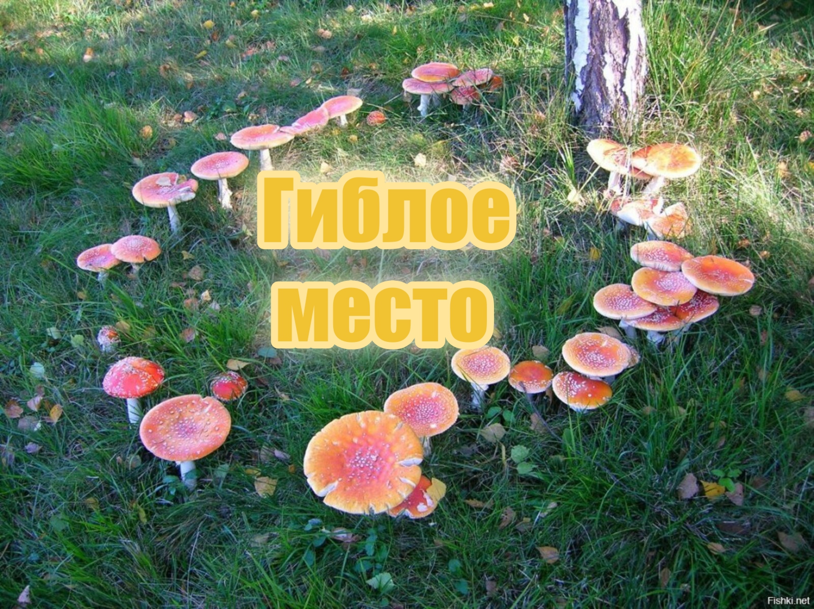 Гиблое место