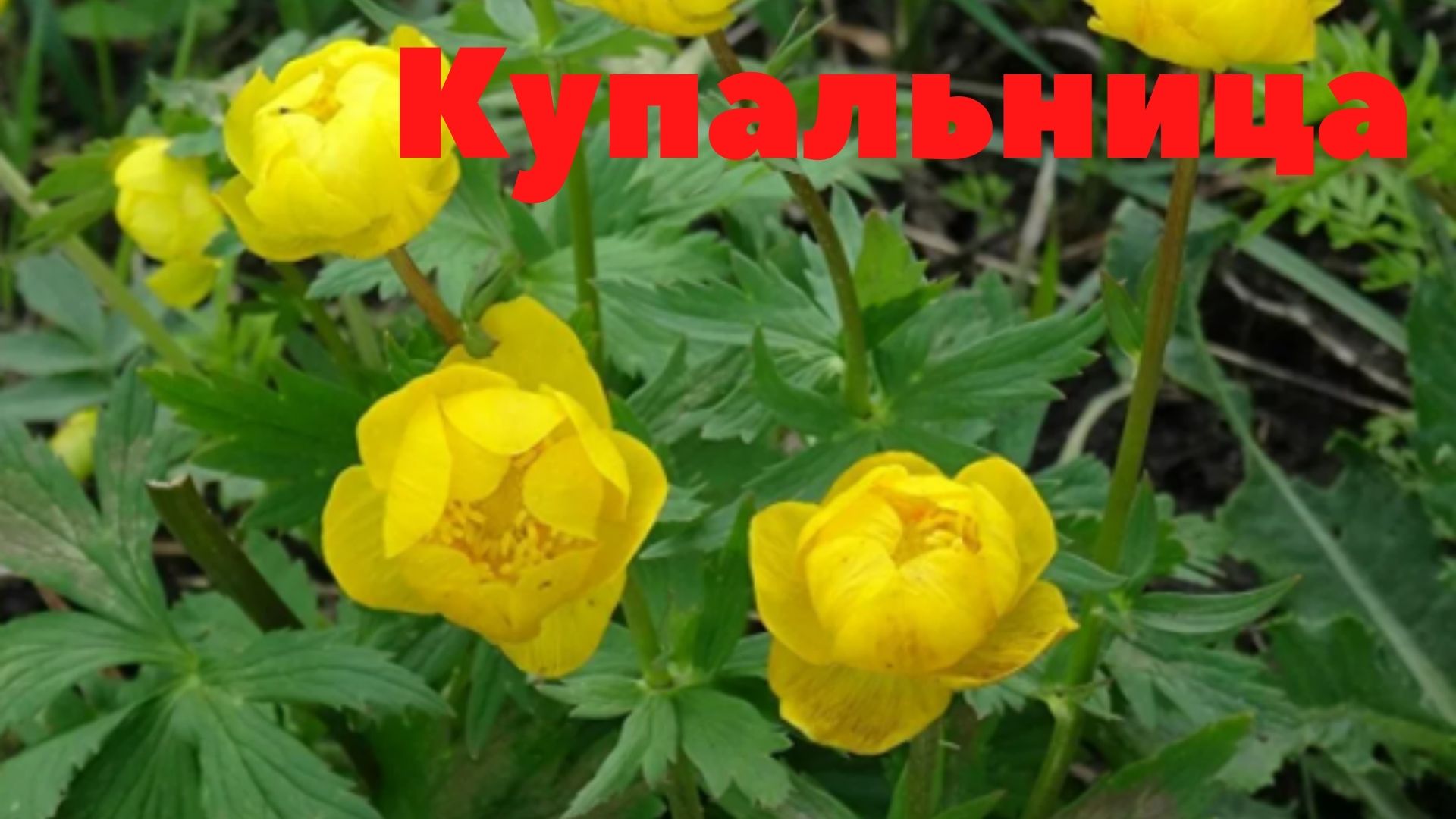 Купальница. Изящное ядовитое растение.