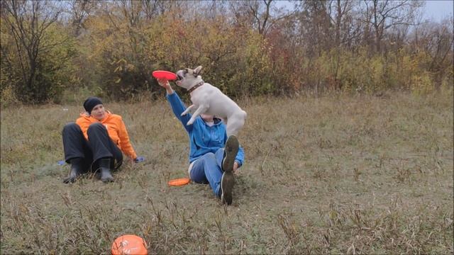 бульдог Буба - на семинаре.mp4