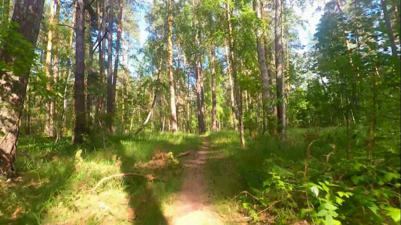 КРАСИВЫЙ ЛЕС 2022.06.25