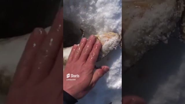 Я ВСЕ ТАКИ НАШЁЛ ЕГО...МОРОЗНАЯ НОЧЬ,ДАЛА РЕЗУЛЬТАТ.ДОНКИ СРАБОТАЛИ.