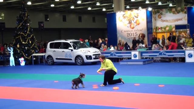 Показательные выступления - Татьяна и Чижик.mp4