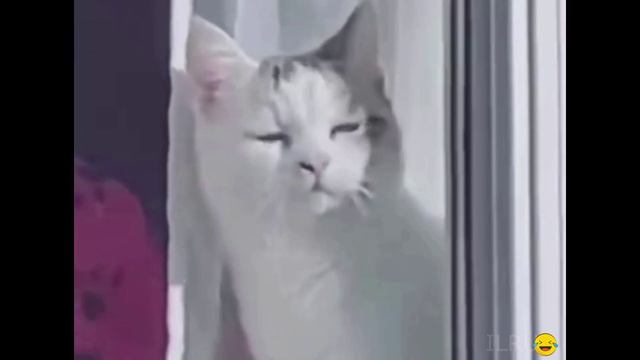 Серьёзный кот - смешное видео