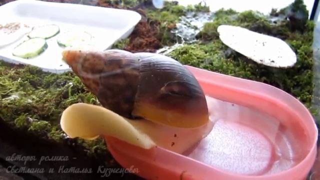 Купание ахатины. Блондинка в розовой ванне