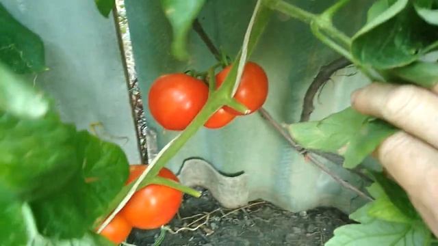 Томаты, обрезать или не обрезать листья