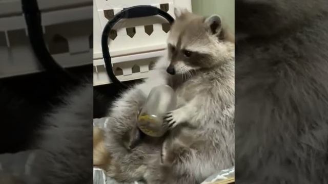 Каждый вечер под любимый сериал...