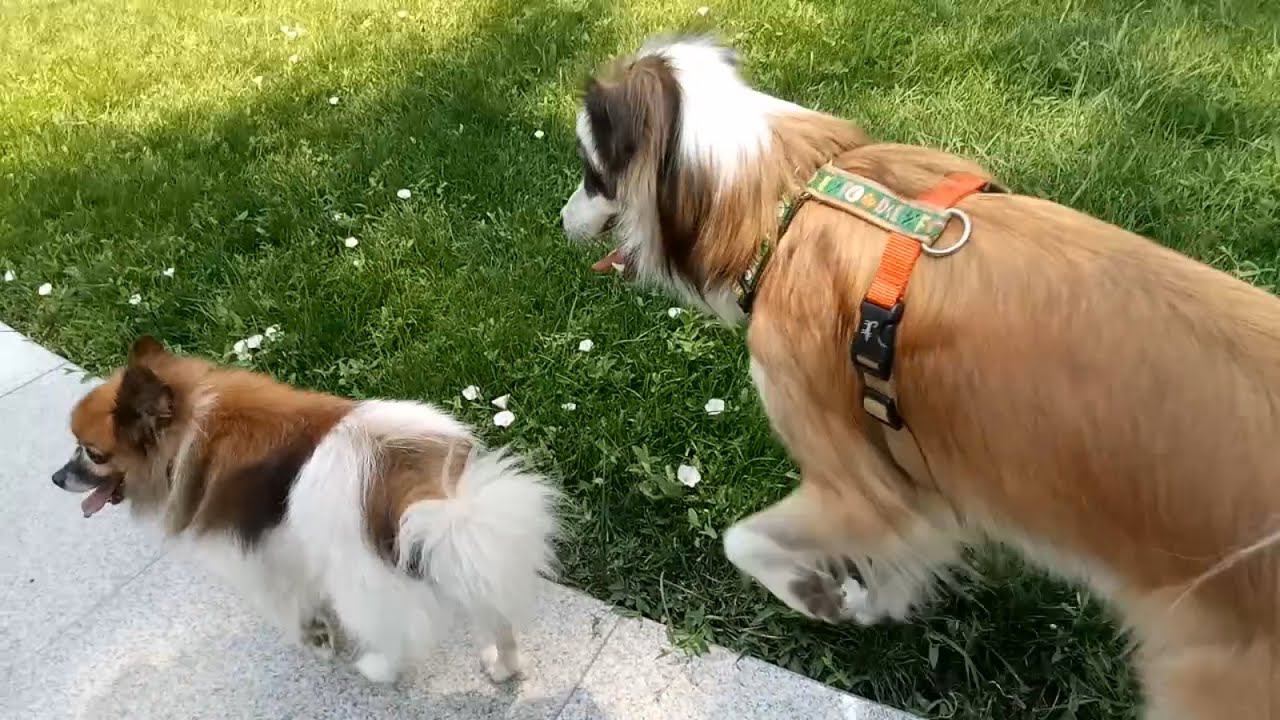 Когда с тобой гуляют целых две умницы красавицы :) Шуля & Джоли