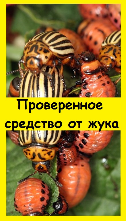 Как мы избавились ОТ КОЛОРАДСКОГО ЖУКА НА КАРТОШКЕ, уже несколько лет не видели его!
#огород #дача