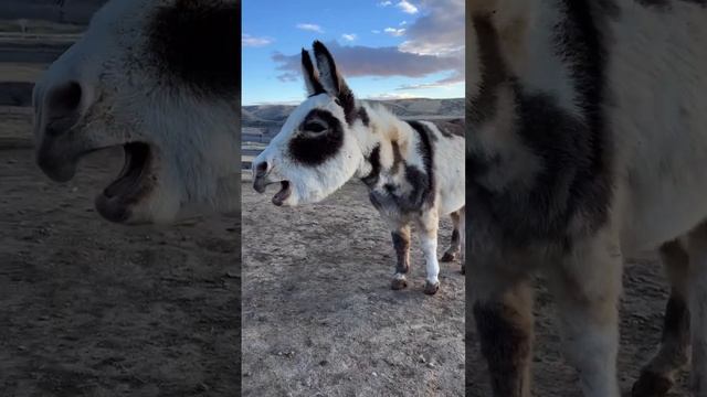 Смотреть со звуком