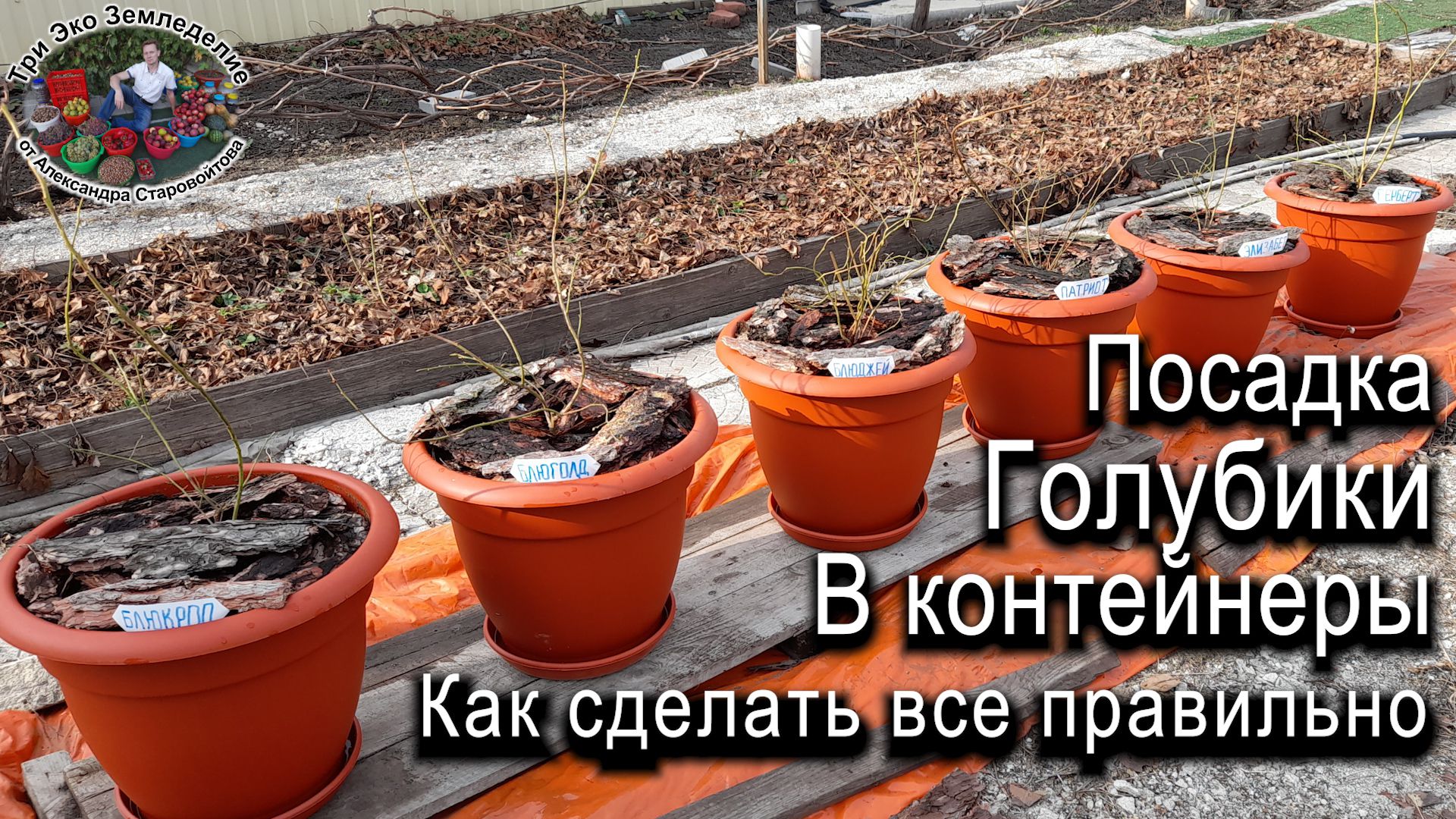 осадка голубики в контейнеры. Как сделать все правильно #ТриЭкоСад