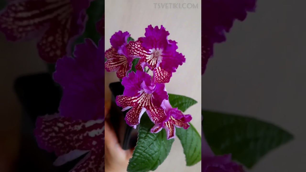 Стрептокарпус ZM-Княжна #shot