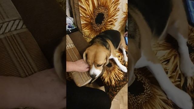 Молли любит массаж