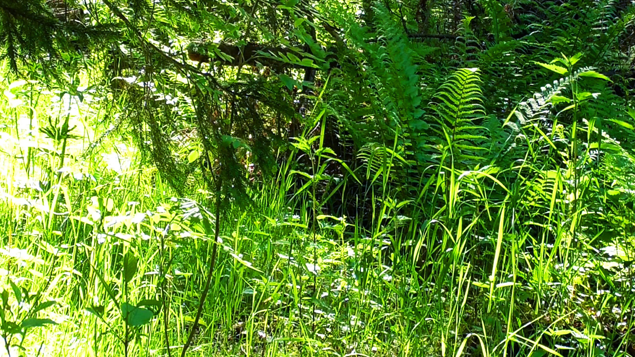 Пейзажи лета: живописный лес в солнечную погоду. Звуки живой природы.