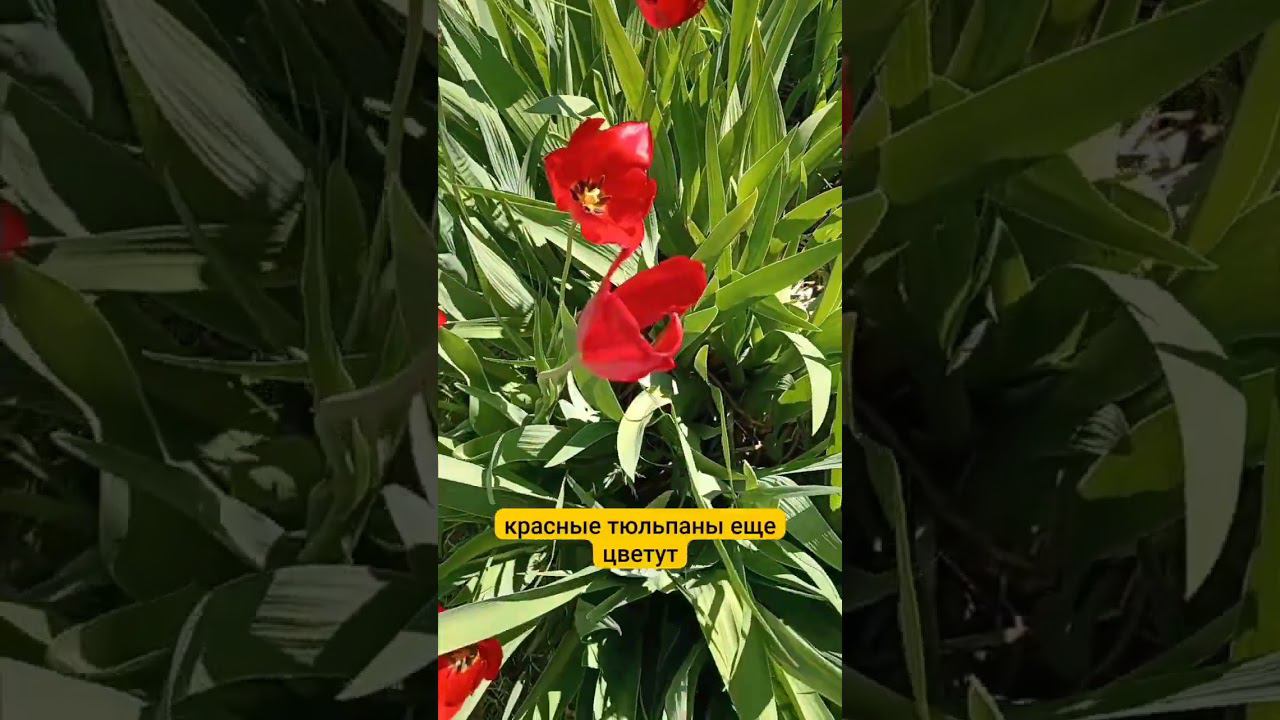 Красные тюльпаны ещё цветут. #тюльпаны #дача #цветы