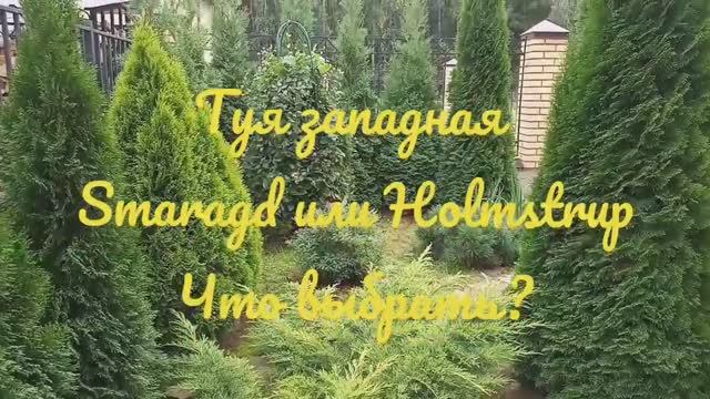 Туя западная Смарагд или Холмструп, как выбрать и в чем отличие
