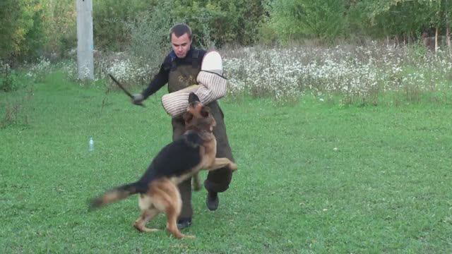 Тренировки по защите. Немецкая овчарка Ацель Хоф Эль-Торо. Тольятти, лето 2012.