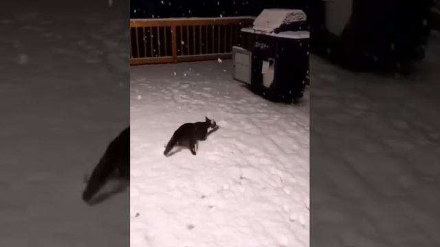 Предновогодний кот