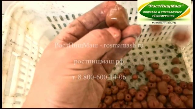 Машина удаления косточек сливы  LZQH-500  от РостПищМаш