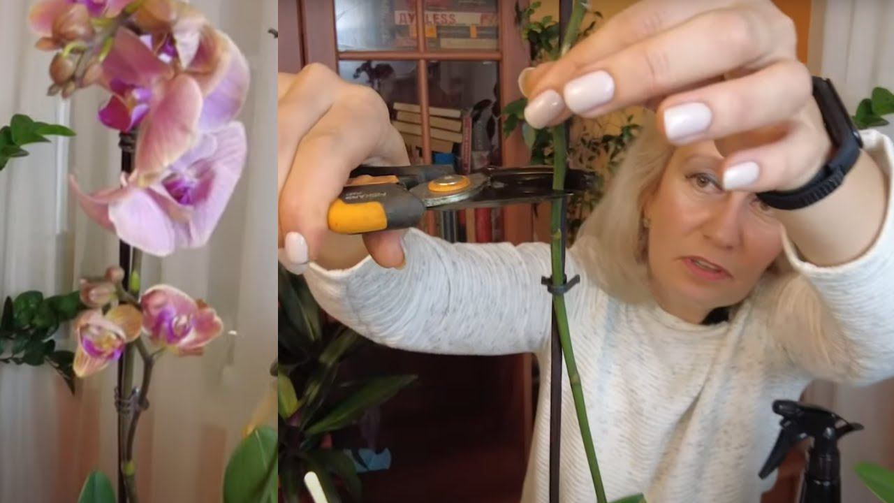 Орхидея отцвела - что дальше?  Когда ждать новых цветоносов  и как ухаживать.