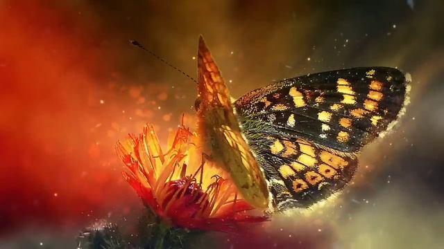 PsyDub Mix - Indica Dub (2023)