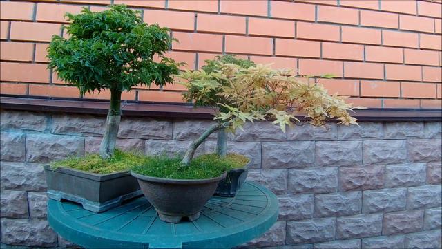 Бонсай японские клёны Шишигашира и Шайна лето 2024 год