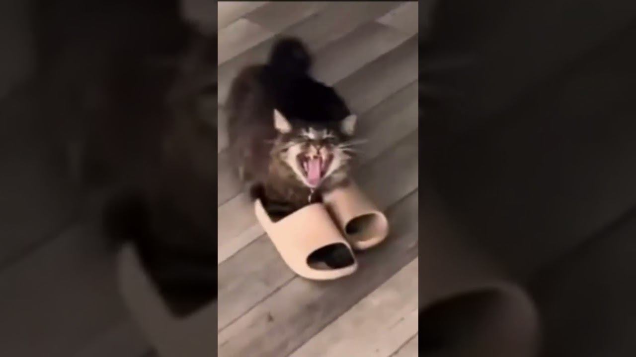 Смешные животные/ Мои тапки #shorts #животные #кошки #собаки  #животные