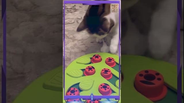 Что он делает? Как занять домашнего питомца #chorts