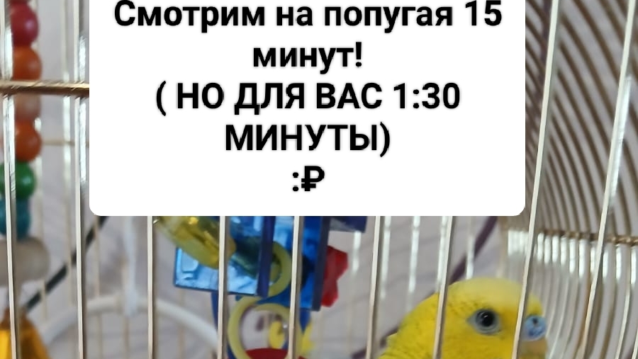 Смотрим за Гошай 15 минут... Для вас 1:30 минуты...  :₽