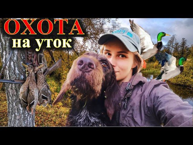 Охота на утку с подхода, четыре встречи, дратхаар Азарт, девушка охотник