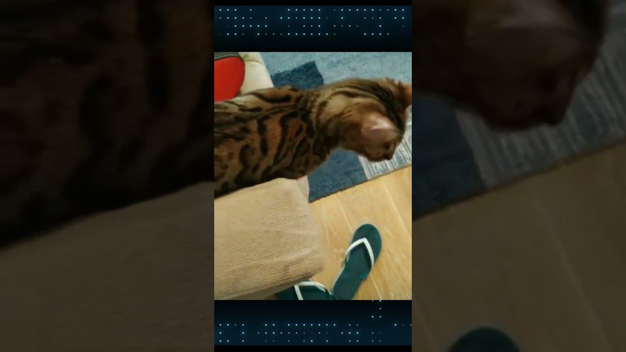 Кошки прячутся лучше всех #shorts #short #shortvideo #shortsvideo #кот #кошки