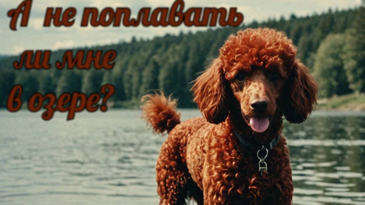 Пудель капитан