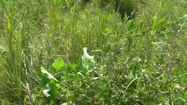 В поисках голодного окуня