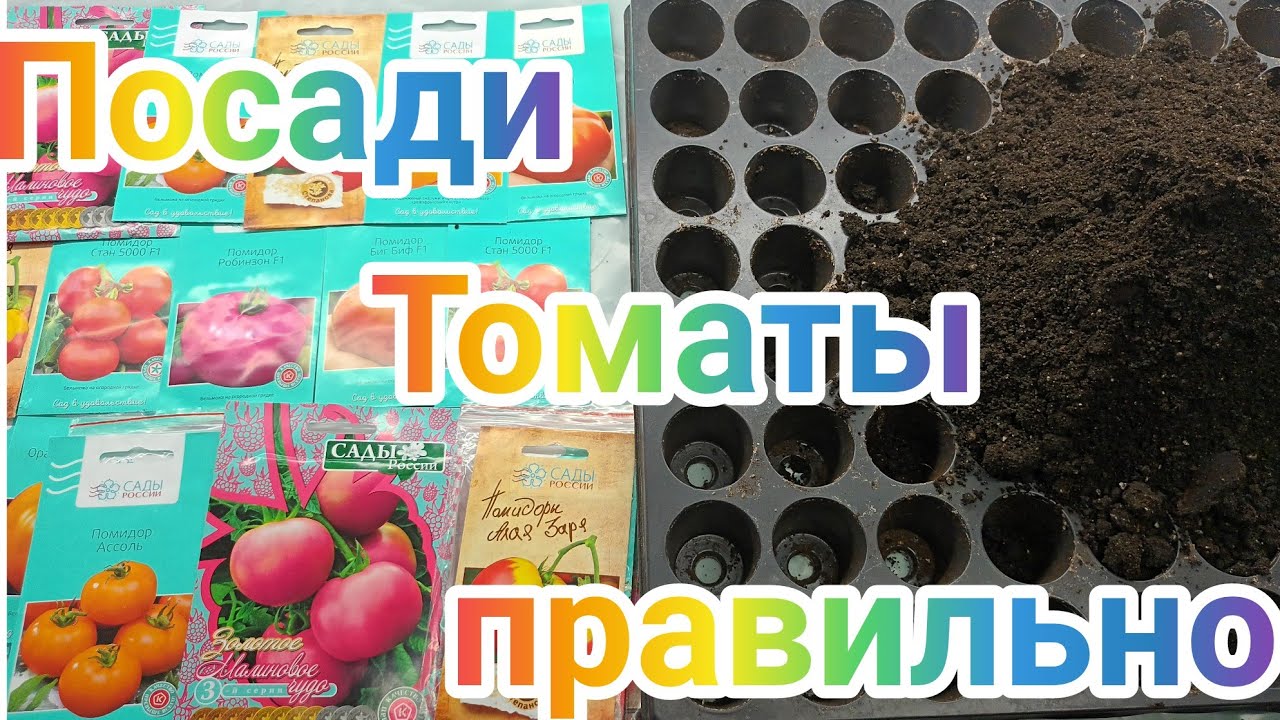 Посев семян томата на рассаду . Как сеять помидоры